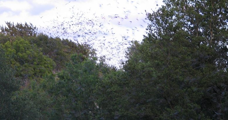 Old Tunnel State Park Bat Cave | Visit Fredericksburg